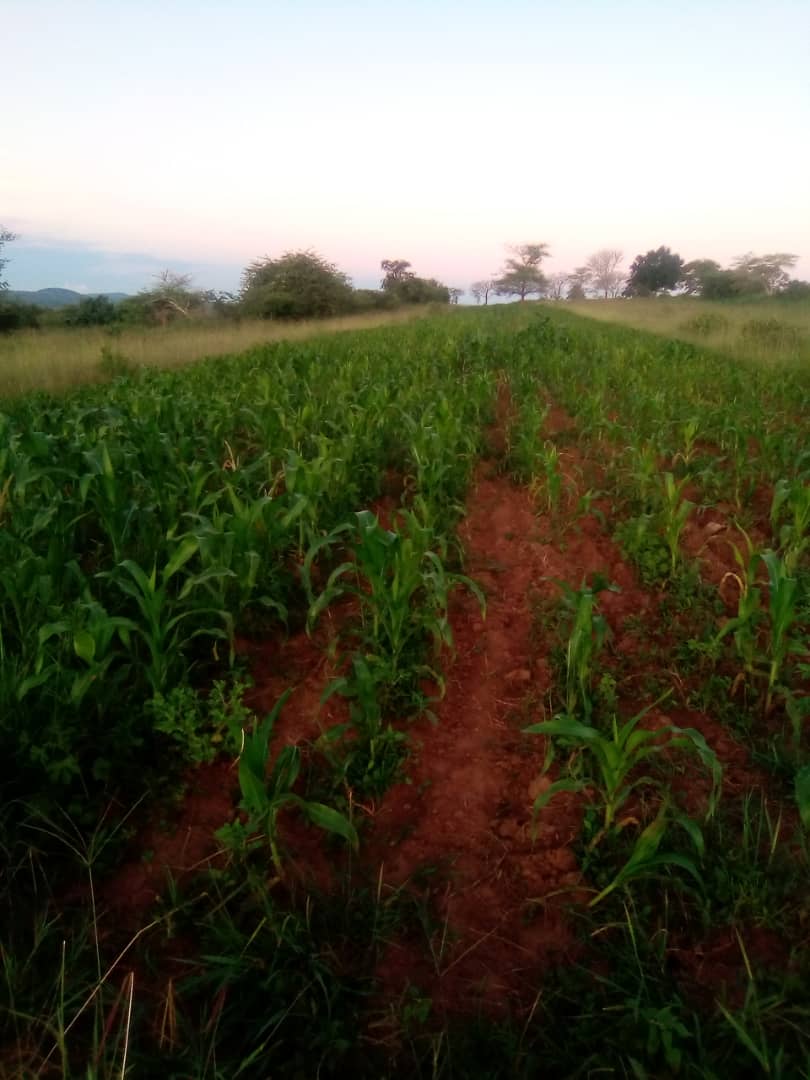 Moses Charity Organization