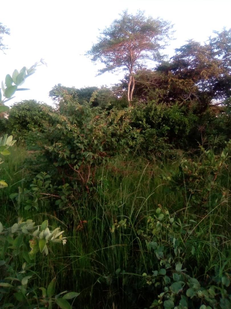 Moses Charity Organization